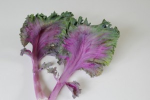 Kale Varieties 101: A Pictorial and Written Guide